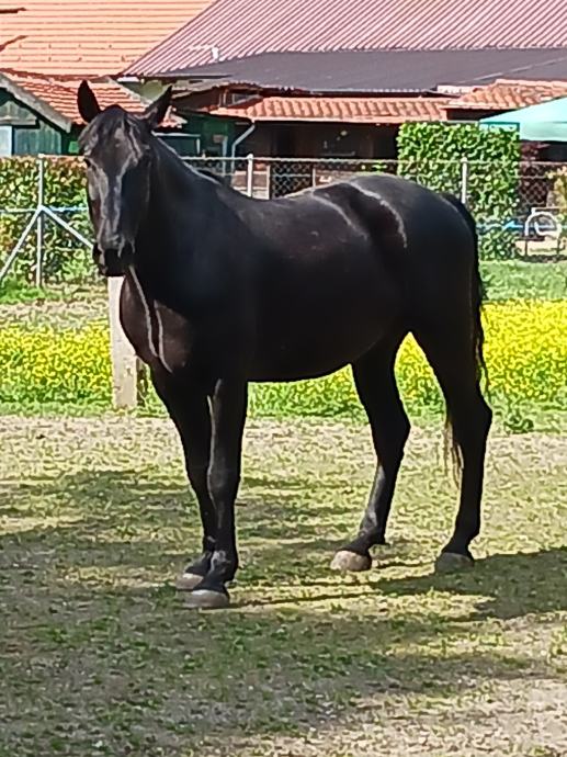 ČISTOKRVNI NONIUS KASTRAT