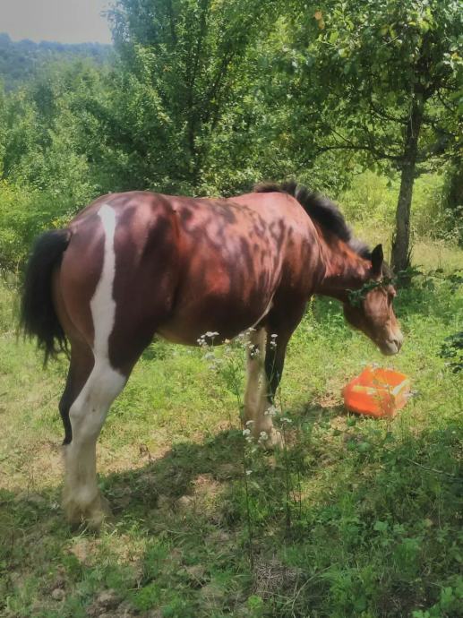 ŽDREBAD HRVATSKI HLADNOKRVNJAK