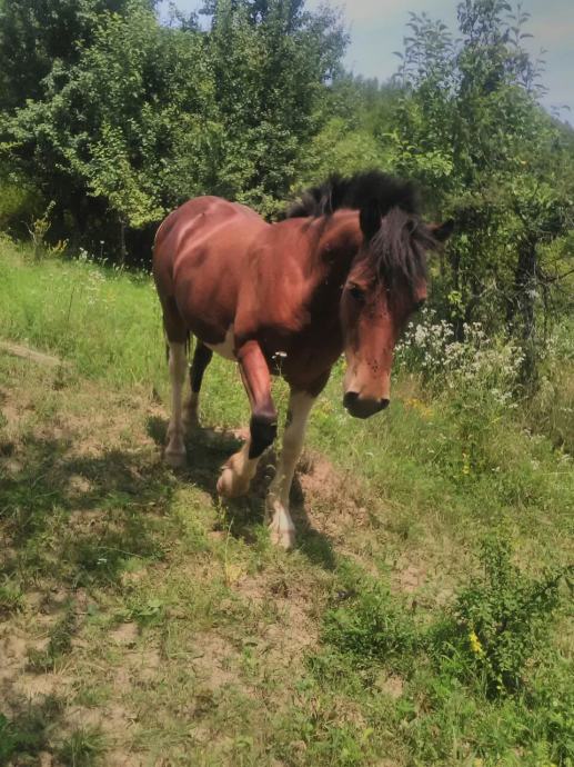 ŽDREBAD HRVATSKI HLADNOKRVNJAK