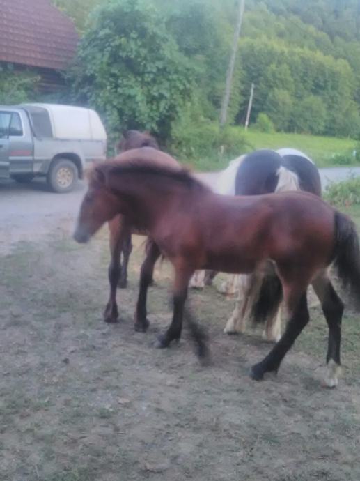 ŽDREBAD HRVATSKI HLADNOKRVNJAK