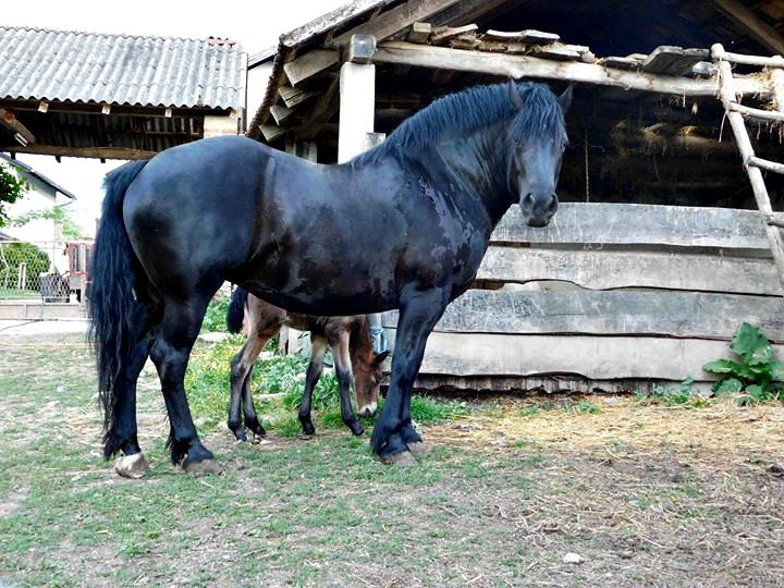 HH kobila i muško ždrijebe