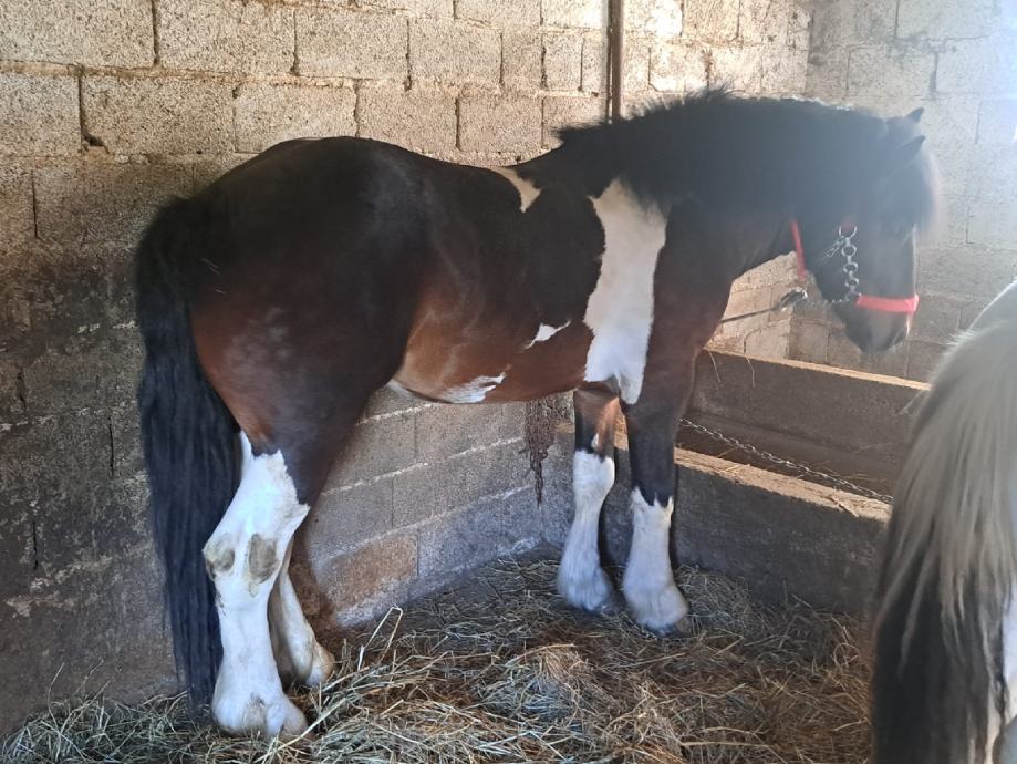 hrvatski hladnokrvnjak pastuh