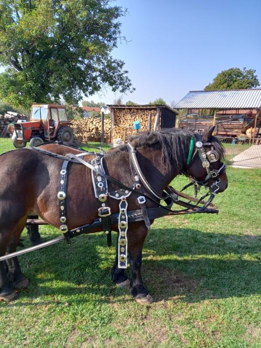 HRVATSKI POSAVAC KOBILE