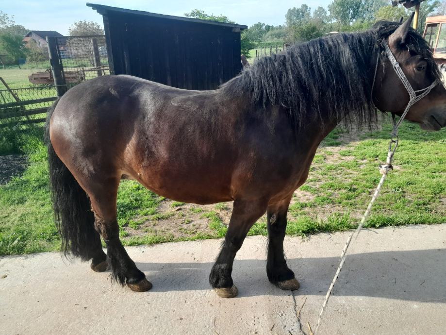 HRVATSKI POSAVAC KOBILE