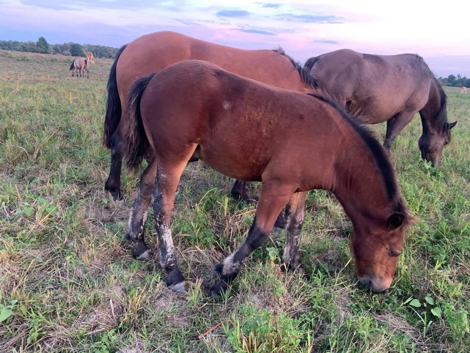 Hrvatski Posavac muško ždrebe