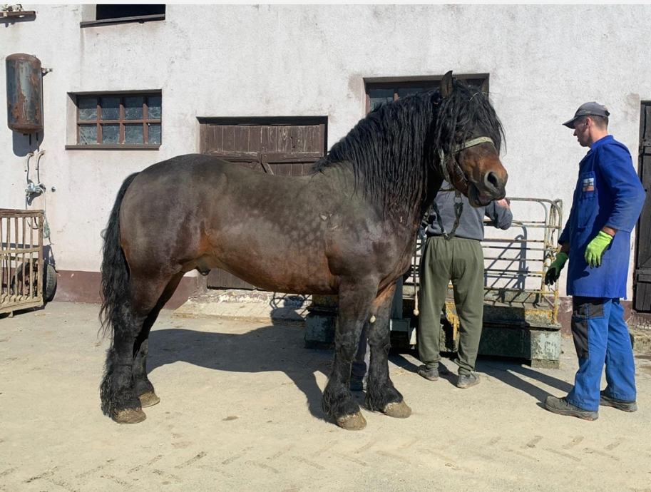 Hrvatski posavac, pastuh