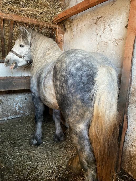 Hrvatski posavac pastuh