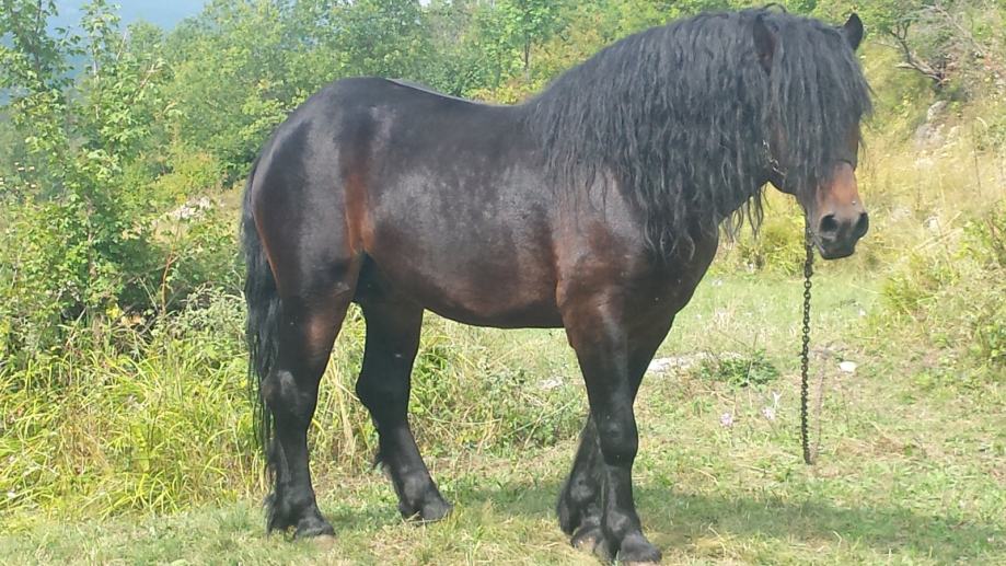 hrvatski posavac pastuh