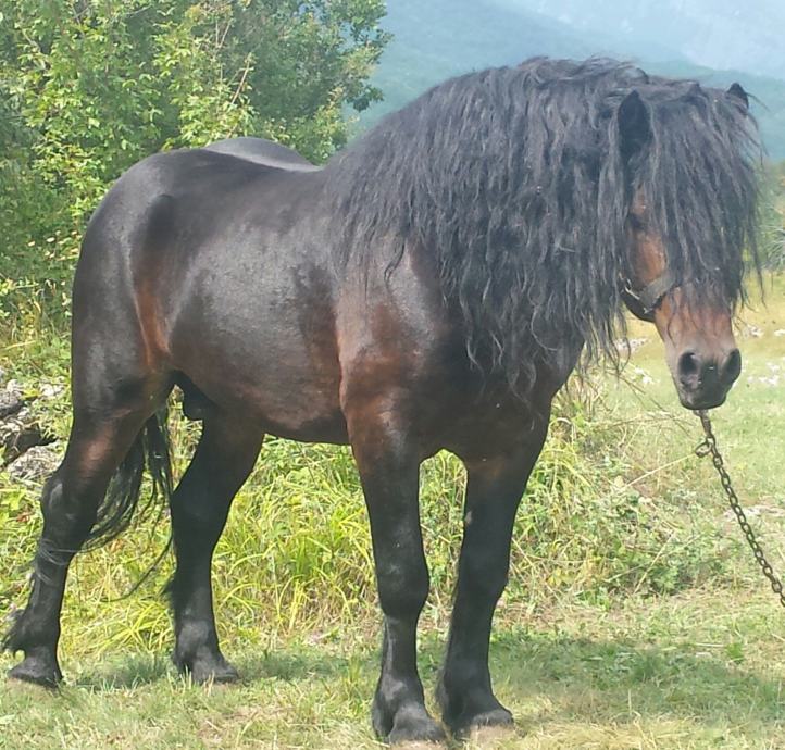 hrvatski posavac pastuh