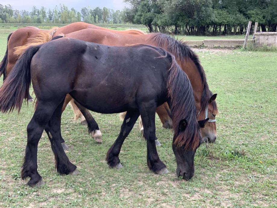 Hrvatski Posavac ženska ždrebad