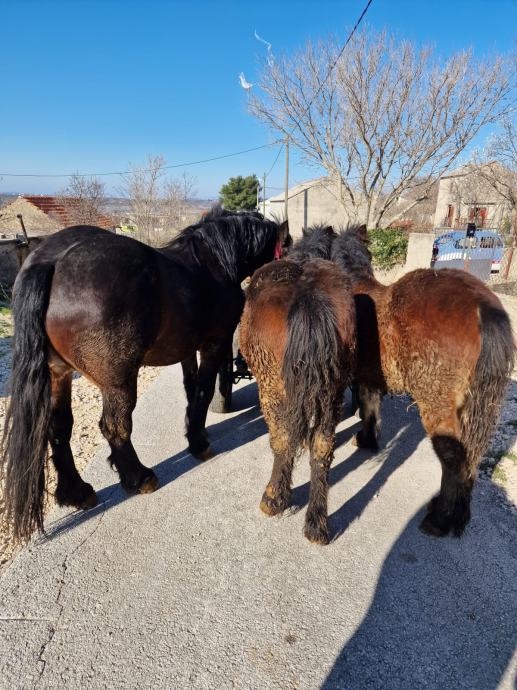 HRVATSKI POSAVAC(ZDRIJEBAC)