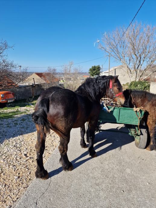 HRVATSKI POSAVAC(ZDRIJEBAC)