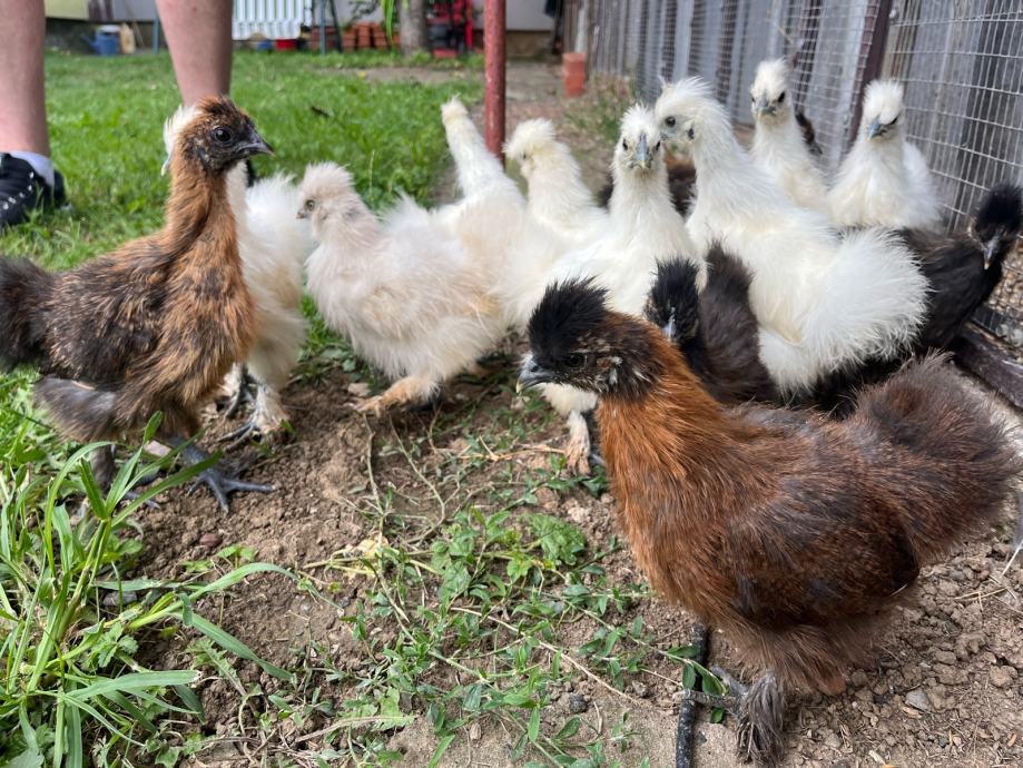 Japanske svilene kokosi