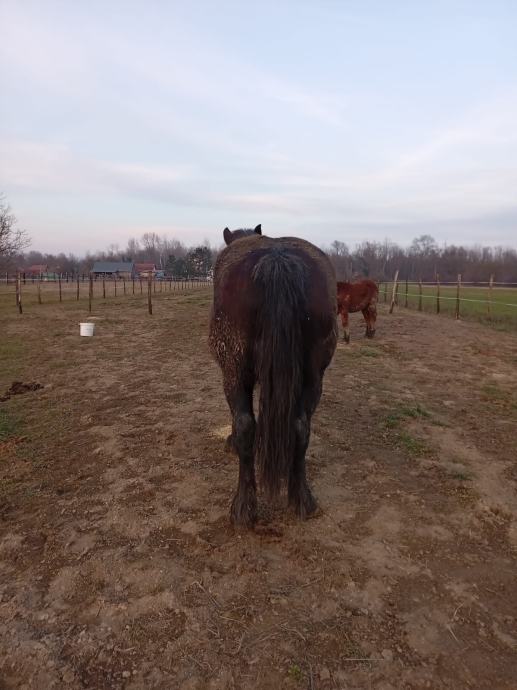 Hrvatski hladnokrvnjak kobila