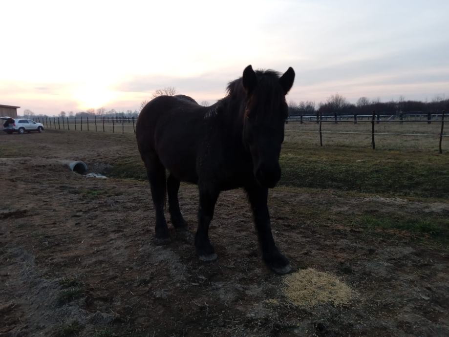 Hrvatski hladnokrvnjak kobila