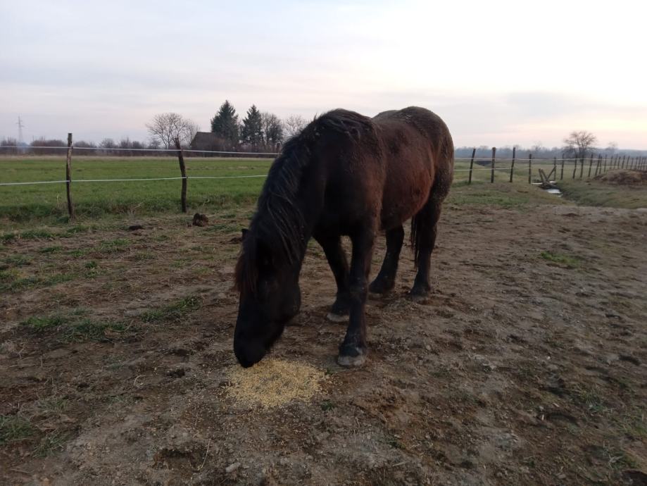 Hrvatski hladnokrvnjak kobila