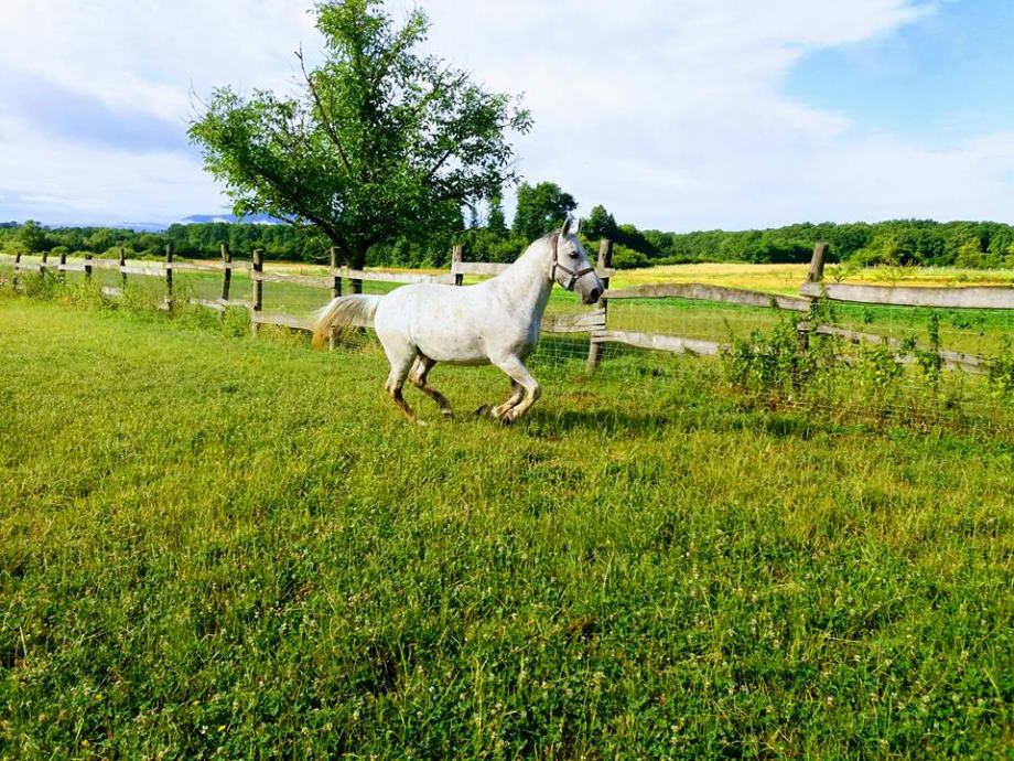 kobila lipicanka, lipicanac, lipizzaner