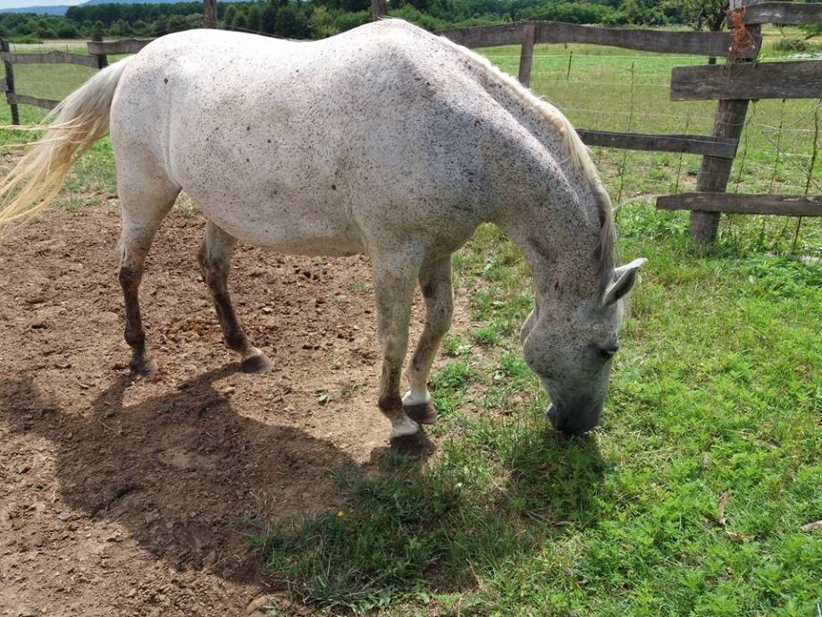 kobila lipicanka, lipicanac, lipizzaner