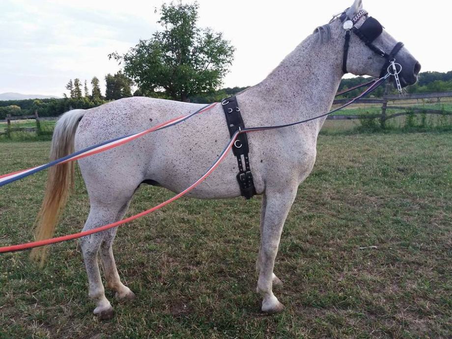 kobila lipicanka, lipicanac, lipizzaner