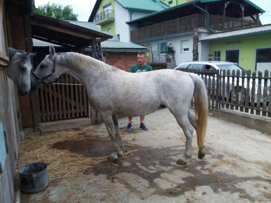 kobila lipicanka, lipicanac, lipizzaner