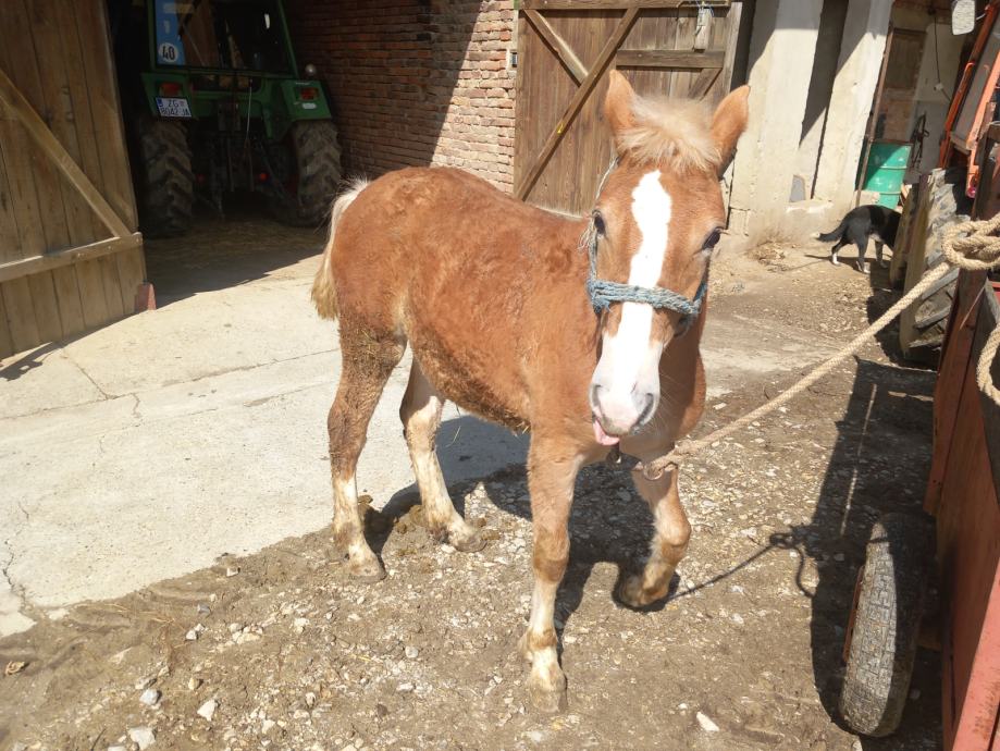 Kobila i ždrebe haflinger