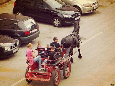 kočija,trening,maraton,fijaker