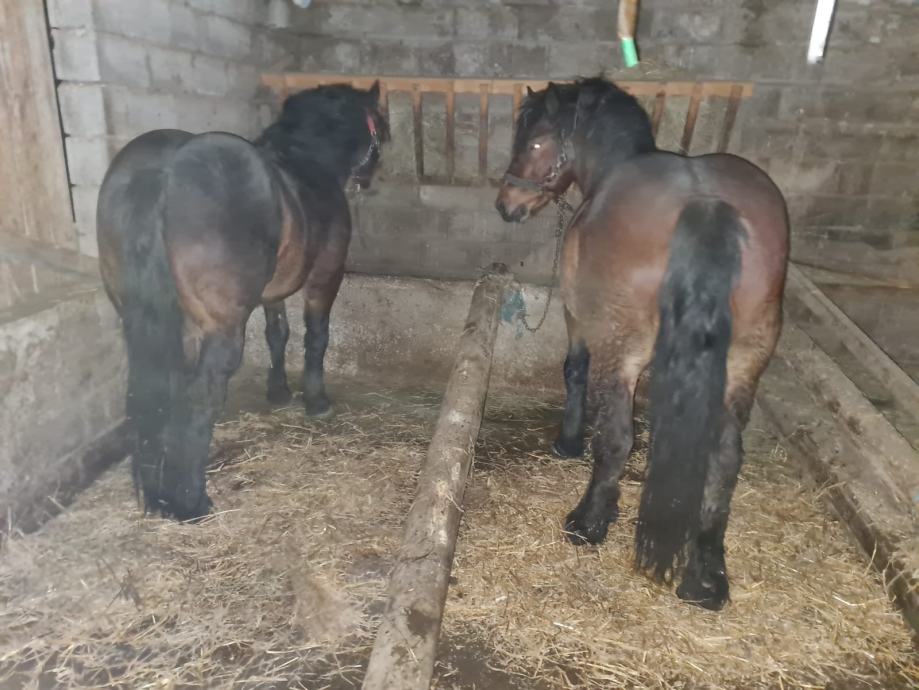 KONJI HRVATSKI POSAVAC