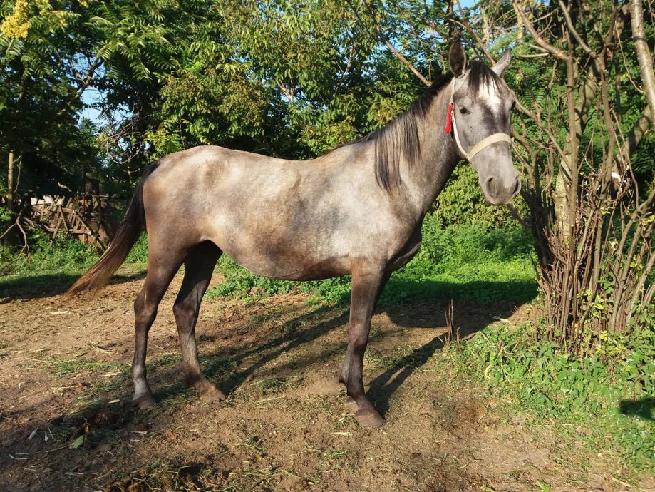 Konji LIPICANERI, PRODAJA