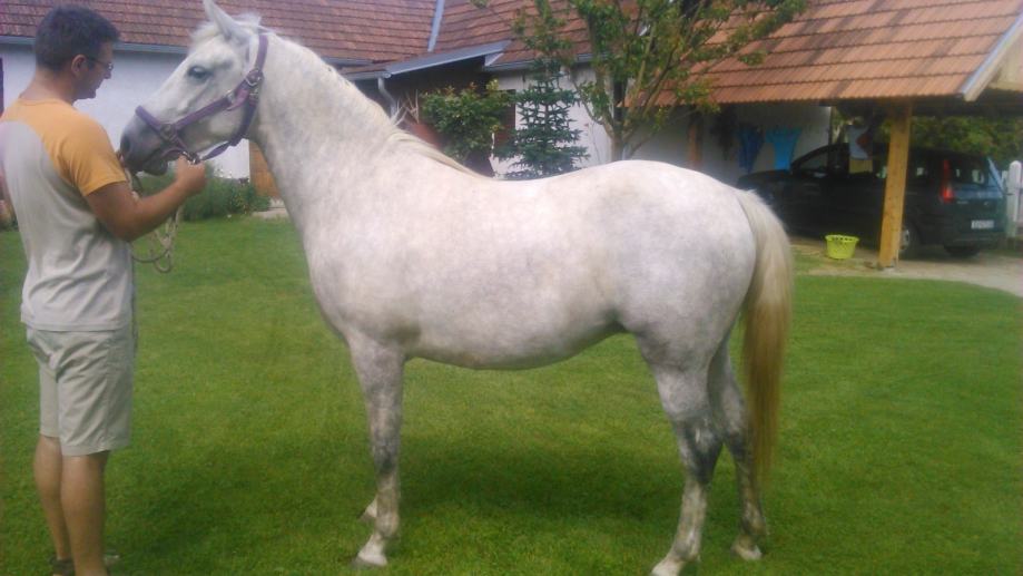 lipicanac lipicanske omice 4500 kn