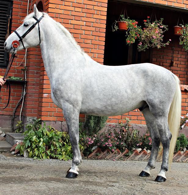 lipicanac, par kastrata