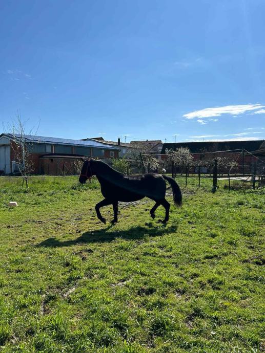 Konj Lipicanac - omica