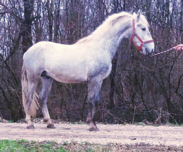 Lipicanski omak, Lipicanac