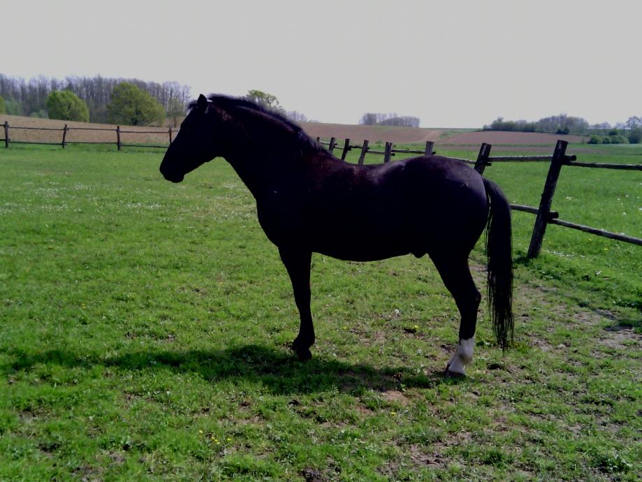 Lipicanski pastuh, lipicanac