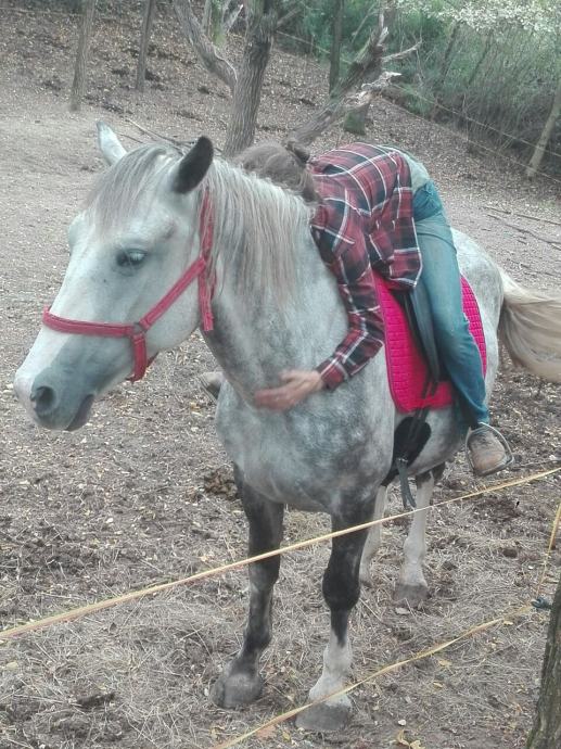 Lipizzan/draft mix 5 years / Lipicanac/točena 5 godina 170 cm