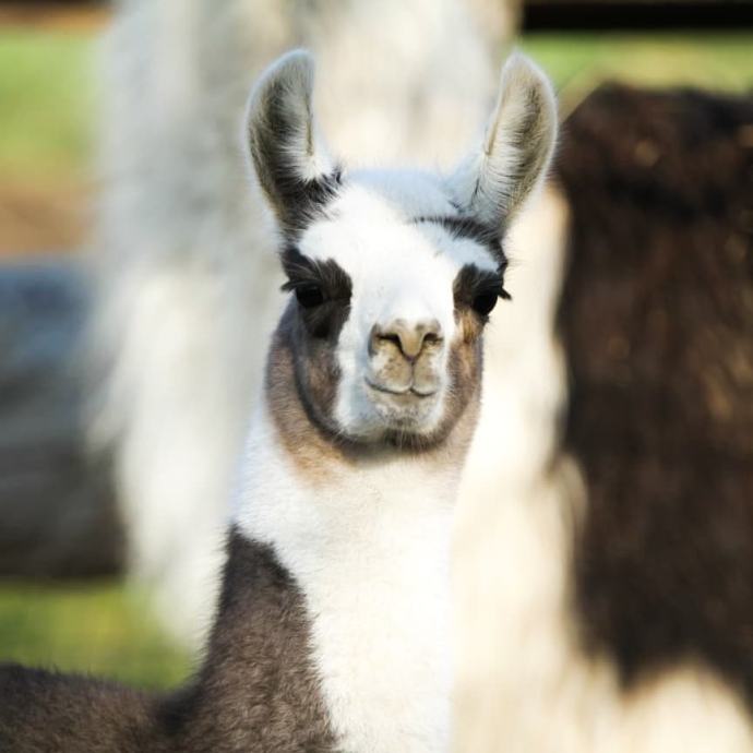 Ljama, lama parnjak, ljame,