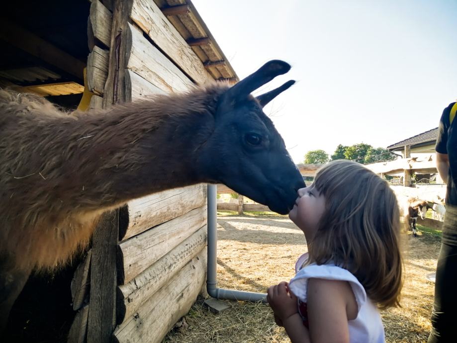 Ljama, lama parnjak, ljame,