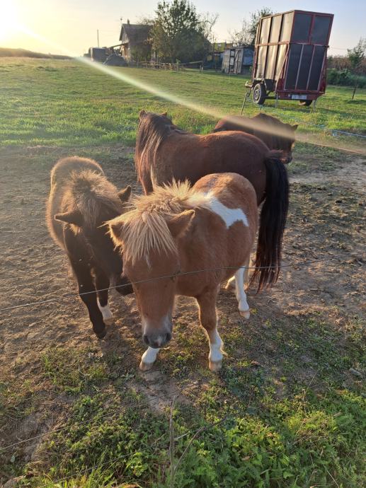 Mladi mini shetlandski pony konj