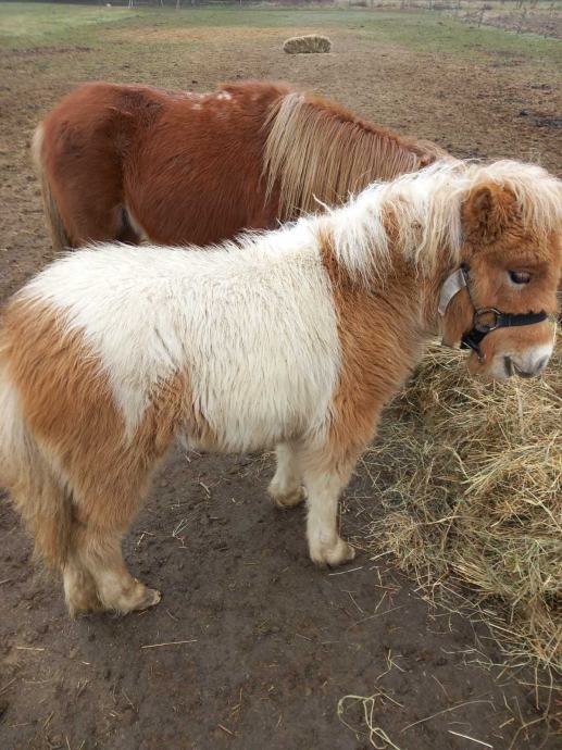 Mladi mini shetlandski pony konj