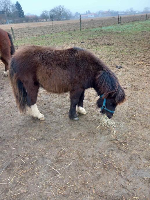 Mladi mini shetlandski pony konj