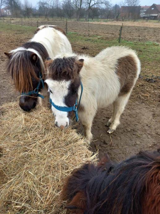 Mladi mini shetlandski pony konj