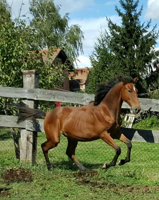 Muško ždrijebe / ome HT