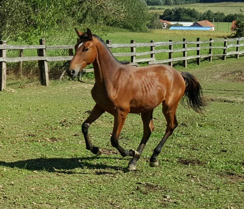 Muško ždrijebe / ome HT