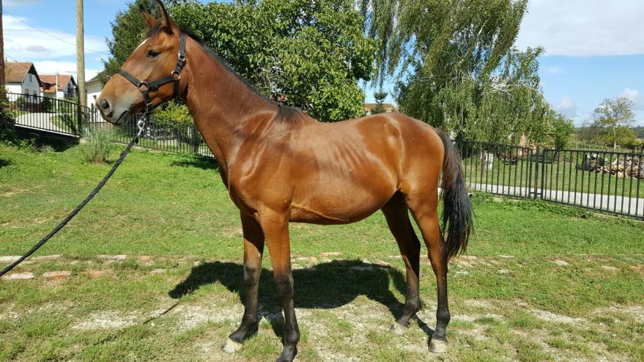 Muško ždrijebe / ome HT