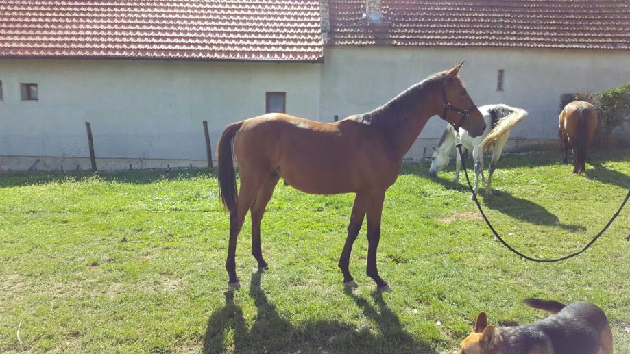 Muško ždrijebe / ome HT