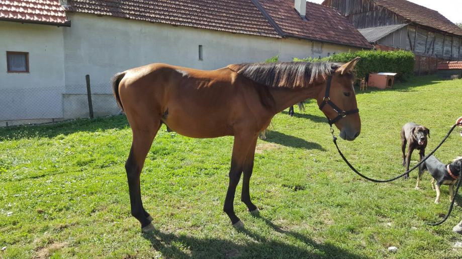 Muško ždrijebe / ome HT