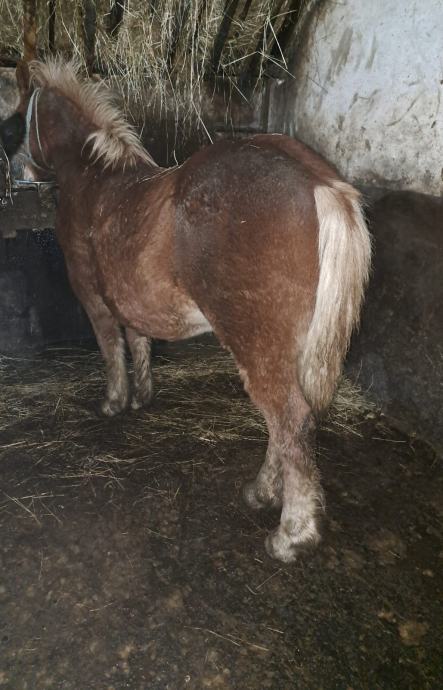 musko ždrijebe hrvatski