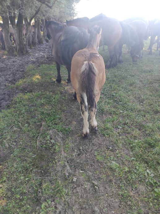 Musko zdrijebe hrvatskog posavca