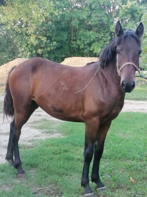 Omica hrvatski posavac