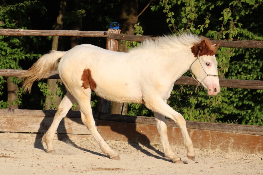 Paint horse mix Dexter