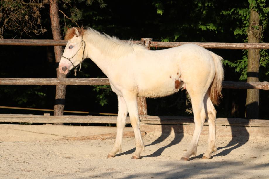 Paint horse mix Dexter